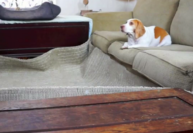 This Dog Gets An Incredible Unexpected Birthday Surprise. His Reaction ...