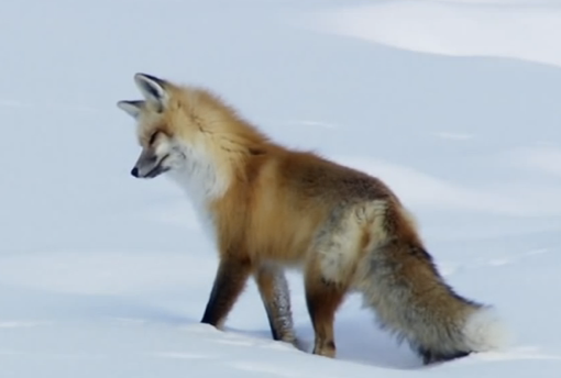 Video - This Fox Heard Something Moving Around In The Snow. His Next ...