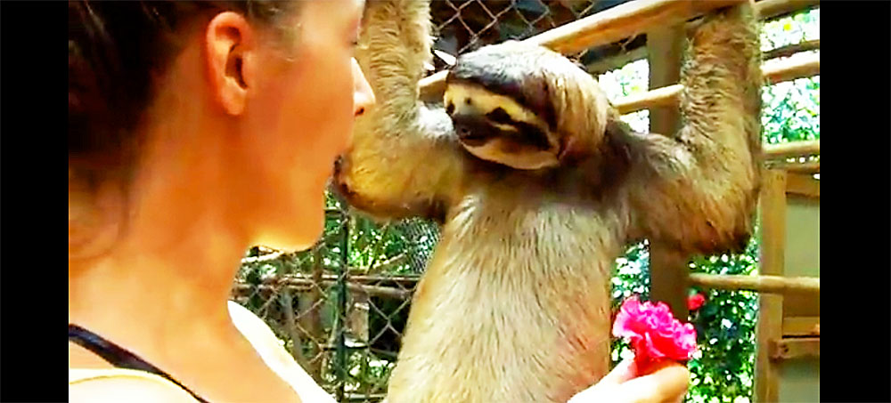 She Tries To Give This Adorable Sloth A Treat But He Wants THIS ...