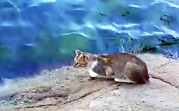 This Cat Walks Up To The Water Real Slow. But His Next Move Causes ...