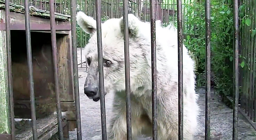 Watch This Depressed and Neglected Bear Chained For 30 Years Finally ...