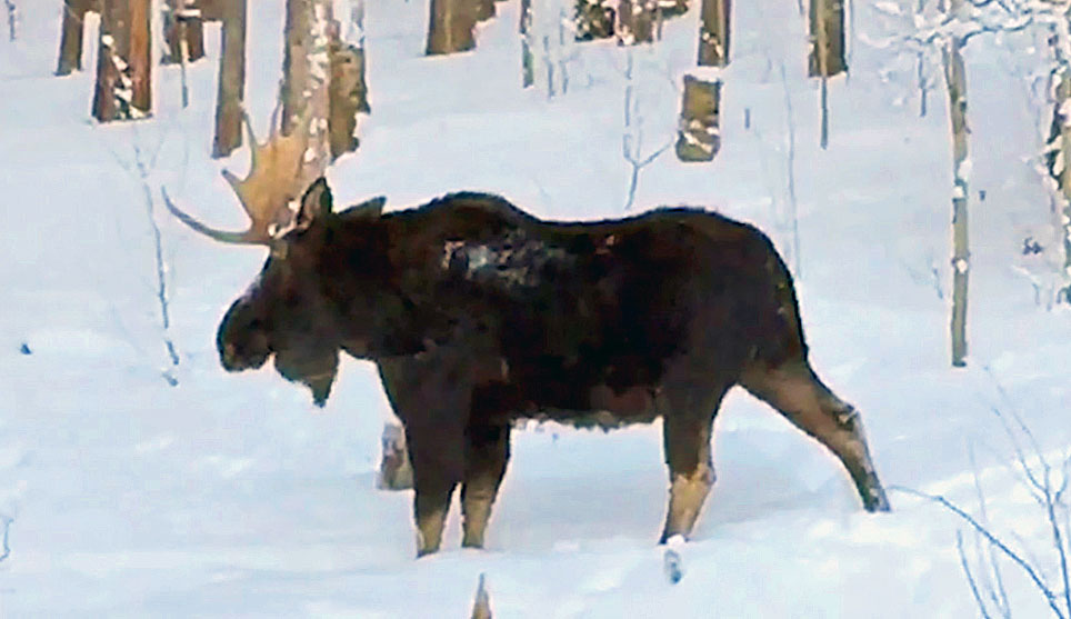 THIS Rare Video Of a Giant Moose Was Caught. But When He Shakes His ...