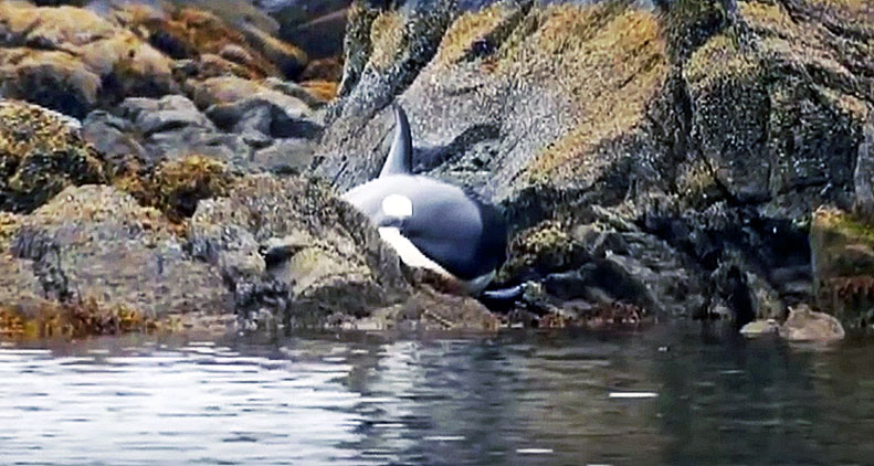 Terrified Orca Was Stranded and Desperately Crying For Help. But Then ...