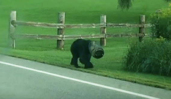 Watch These Brave People Rescue a Bear With a Bucket Stuck On His Head