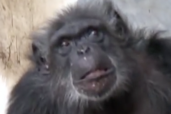 Rescued Chimp Who Spent His Entire Life In a Lab Is Released Outside ...