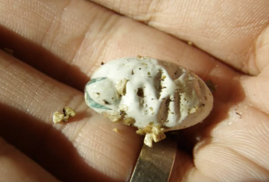 He Lifts Up THIS Small Strange Shaped Egg. But What Hatches Is The Most ...