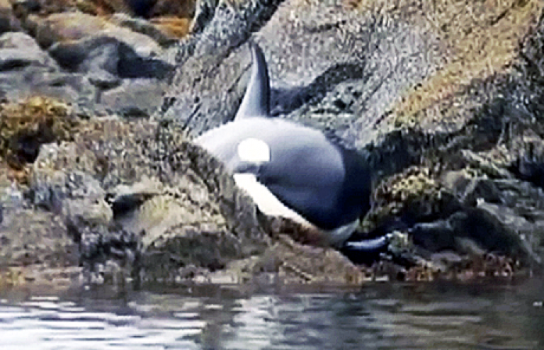 Terrified Orca Was Stranded and Desperately Crying For Help. But Then ...