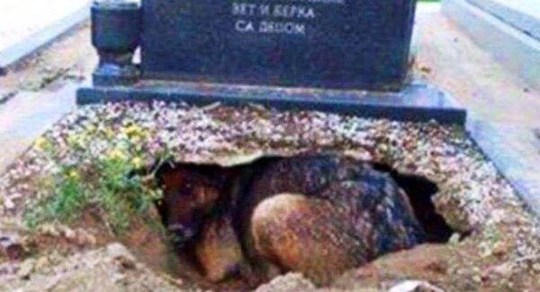 Everyone Thought THIS Dog Was Guarding Her Humans Gravesite. But Then ...