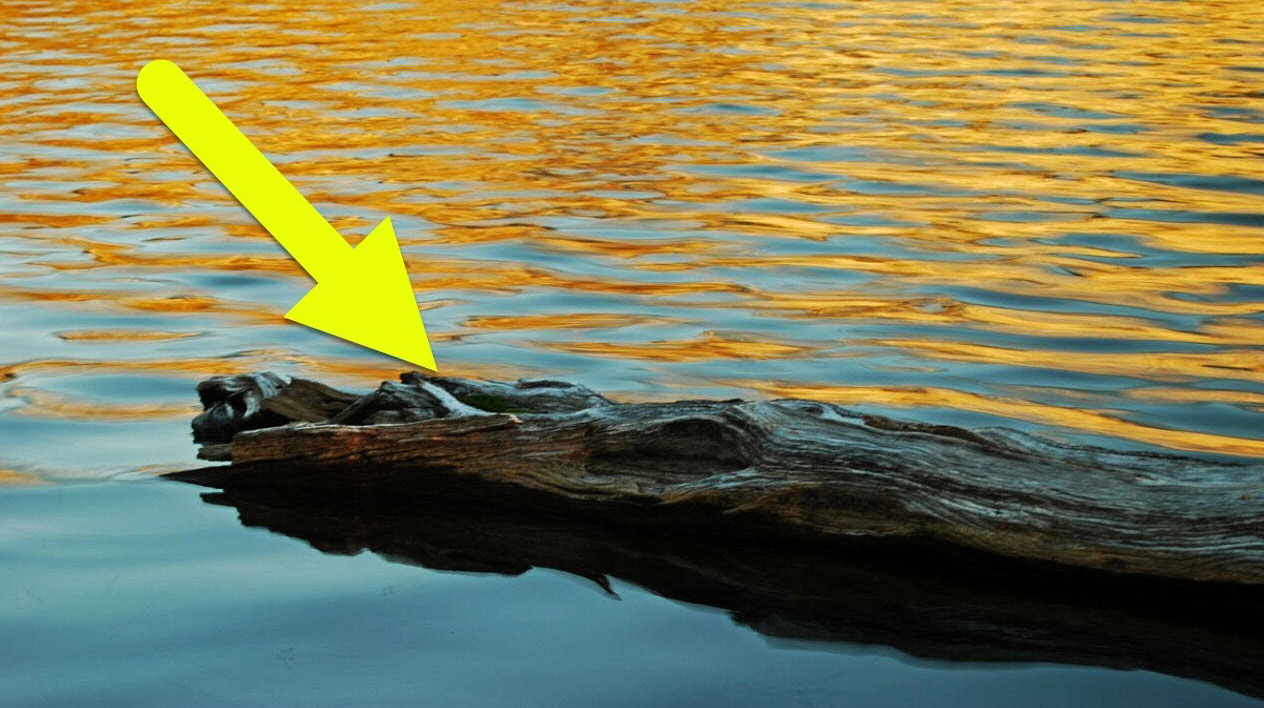THIS Fisherman Noticed A Strange Log On The Lake. As He Approached He ...