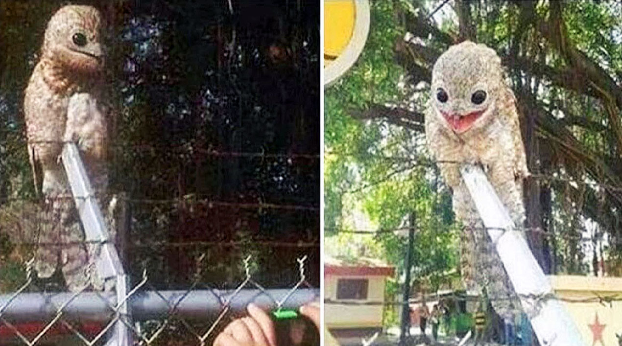 This Weird and Strange Potoo Muppet Bird Creature Has Been Filmed and ...