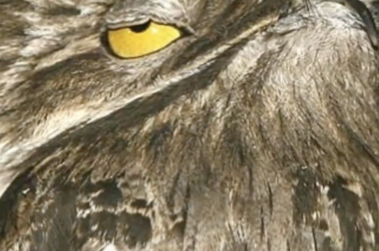 This Weird and Strange Potoo Muppet Bird Creature Has Been Filmed and ...