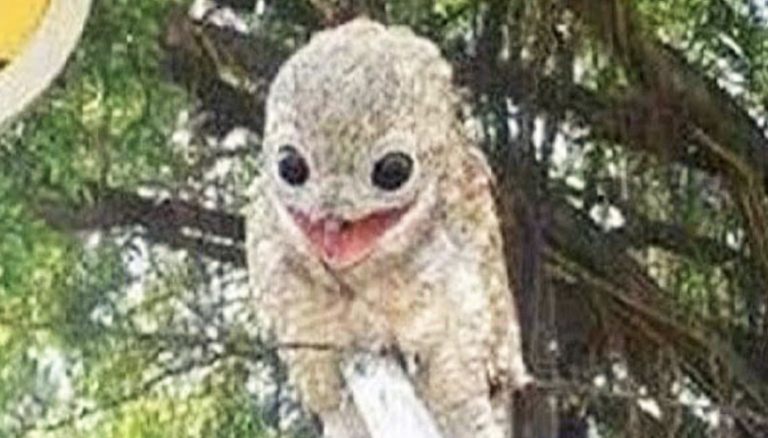 This Weird and Strange Potoo Muppet Bird Creature Has Been Filmed and ...