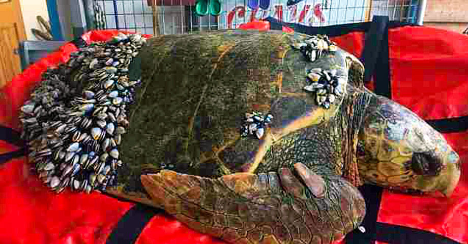 Fishermen Noticed This Strange Turtle Floating In The Ocean. Then They ...