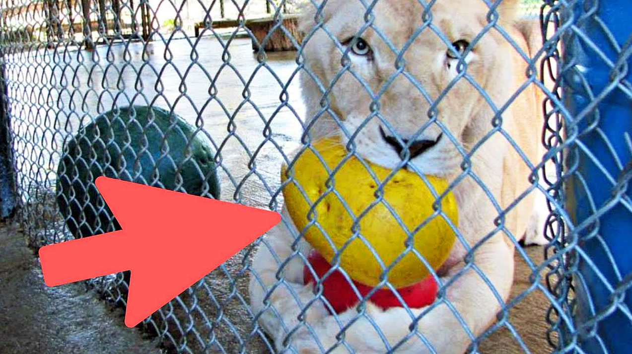 Very Depressed and Unhappy Lioness Has The Most Amazing Reaction When ...