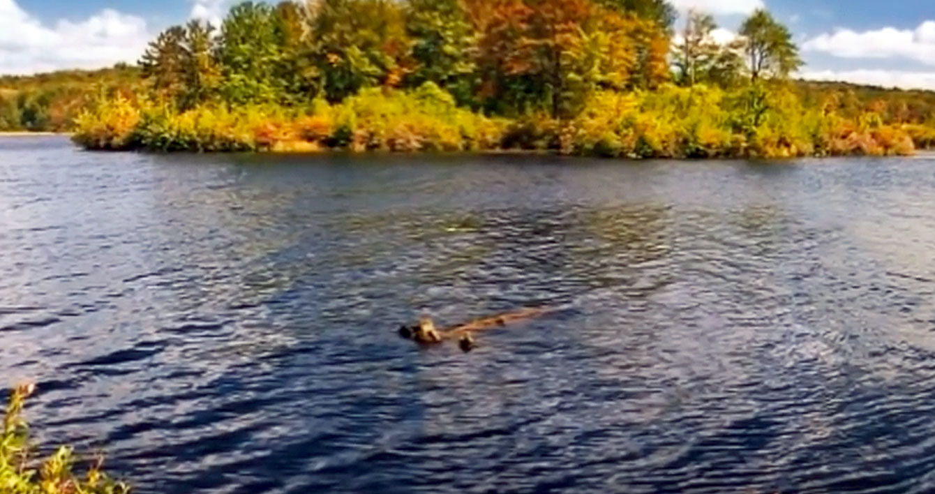 THIS Fisherman Noticed A Strange Log On The Lake. As He Approached He ...