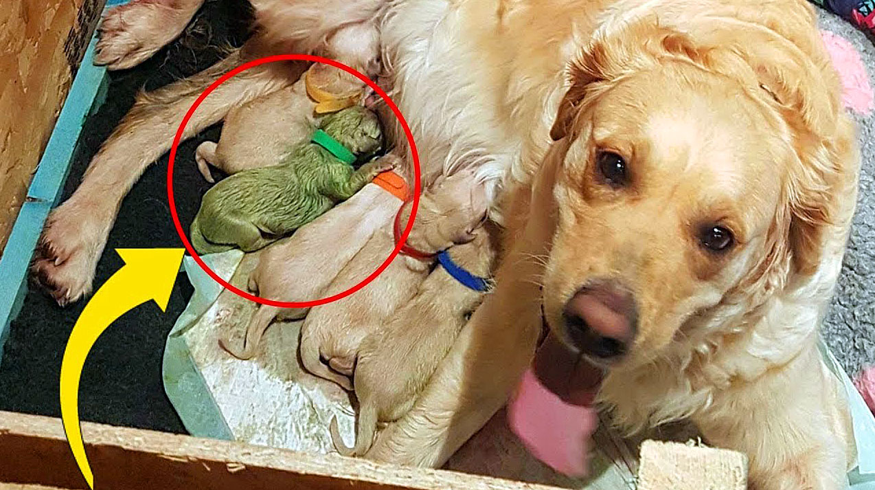 Golden Retriever Mom Gives Birth To a Huge Litter. But 1 Puppy Is So ...