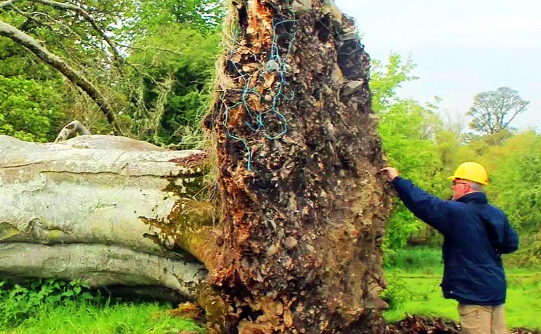 A Huge Storm Took Down THIS Giant Tree. Then Scientists Uncover an ...