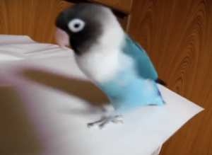 Mommy Puts On The River Dance Music. The Parrot Proceeds To Do The ...