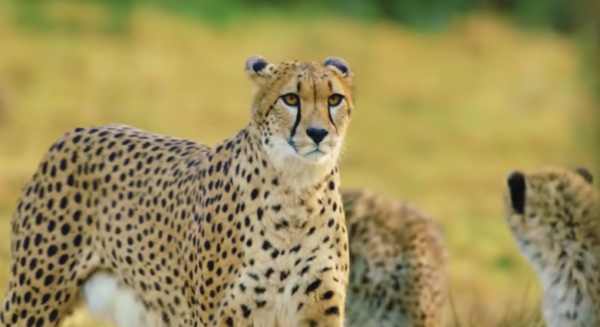 Animals Archives - Sun Gazing