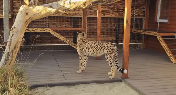 Animals Archives - Sun Gazing