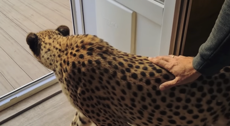 Girl Helps Cheetah That Is Very Sick