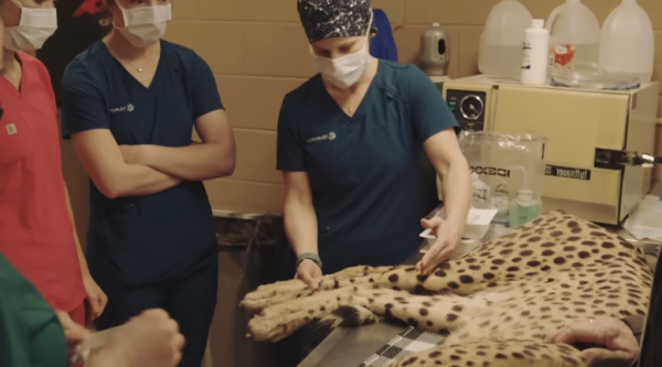 Cheetah Births Five Tiny Cubs