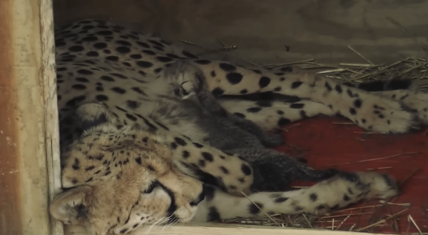 Cheetah Births Five Tiny Cubs