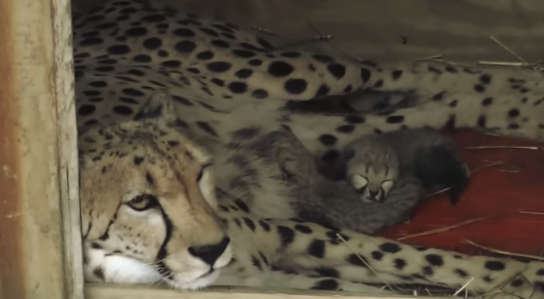 Cheetah Births Five Tiny Cubs